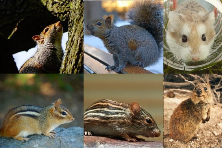 Full list of rodents in Alphabetical Order: Facts about every species